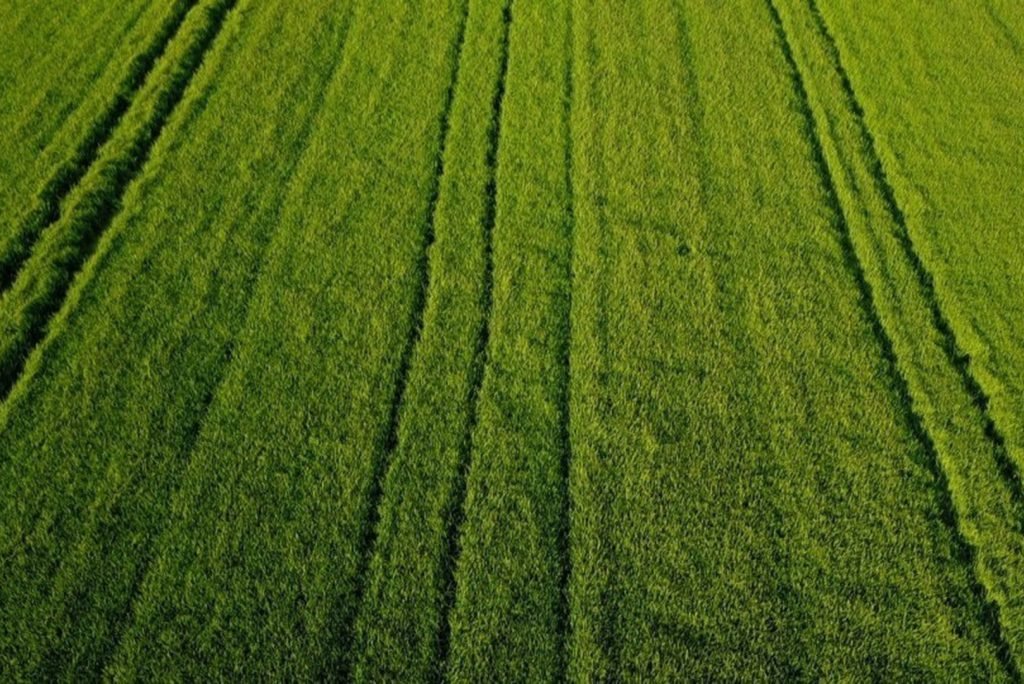European Rice – Enjoy! It’s from Europe